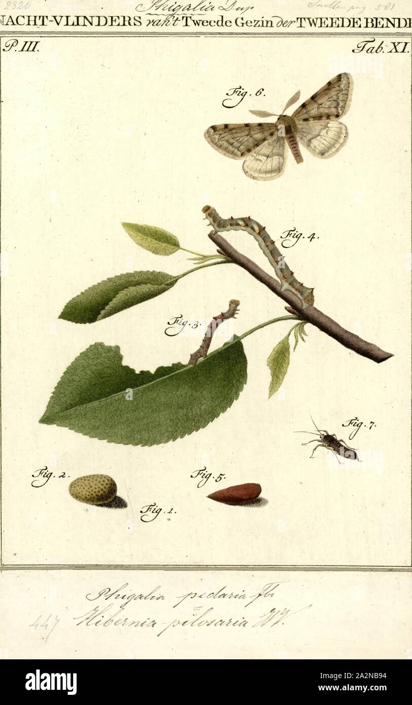 Phigalia hi-res stock photography and images - Alamy