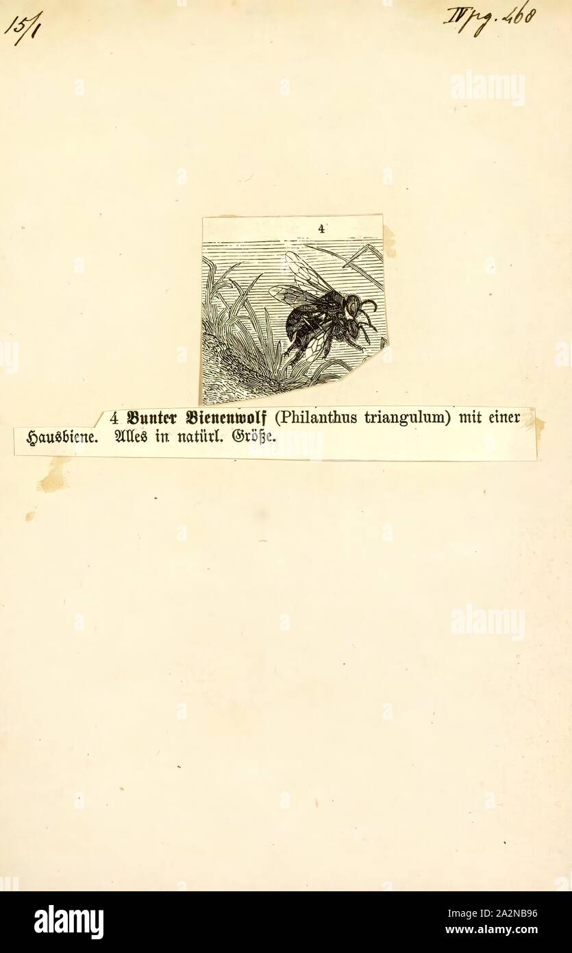 Philanthus, Print, Beewolves (genus Philanthus), also known as bee ...