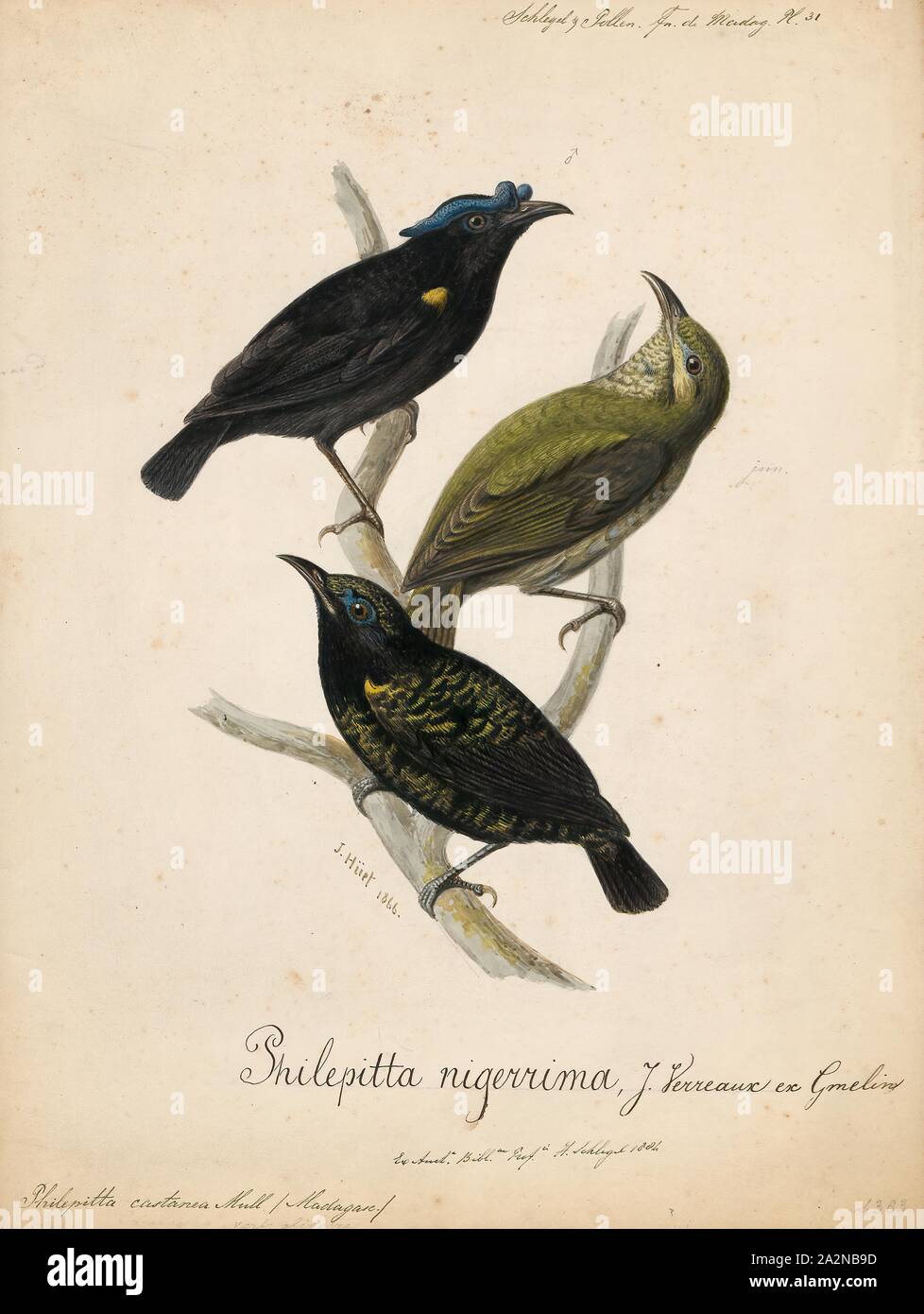 Asity family hi-res stock photography and images - Alamy