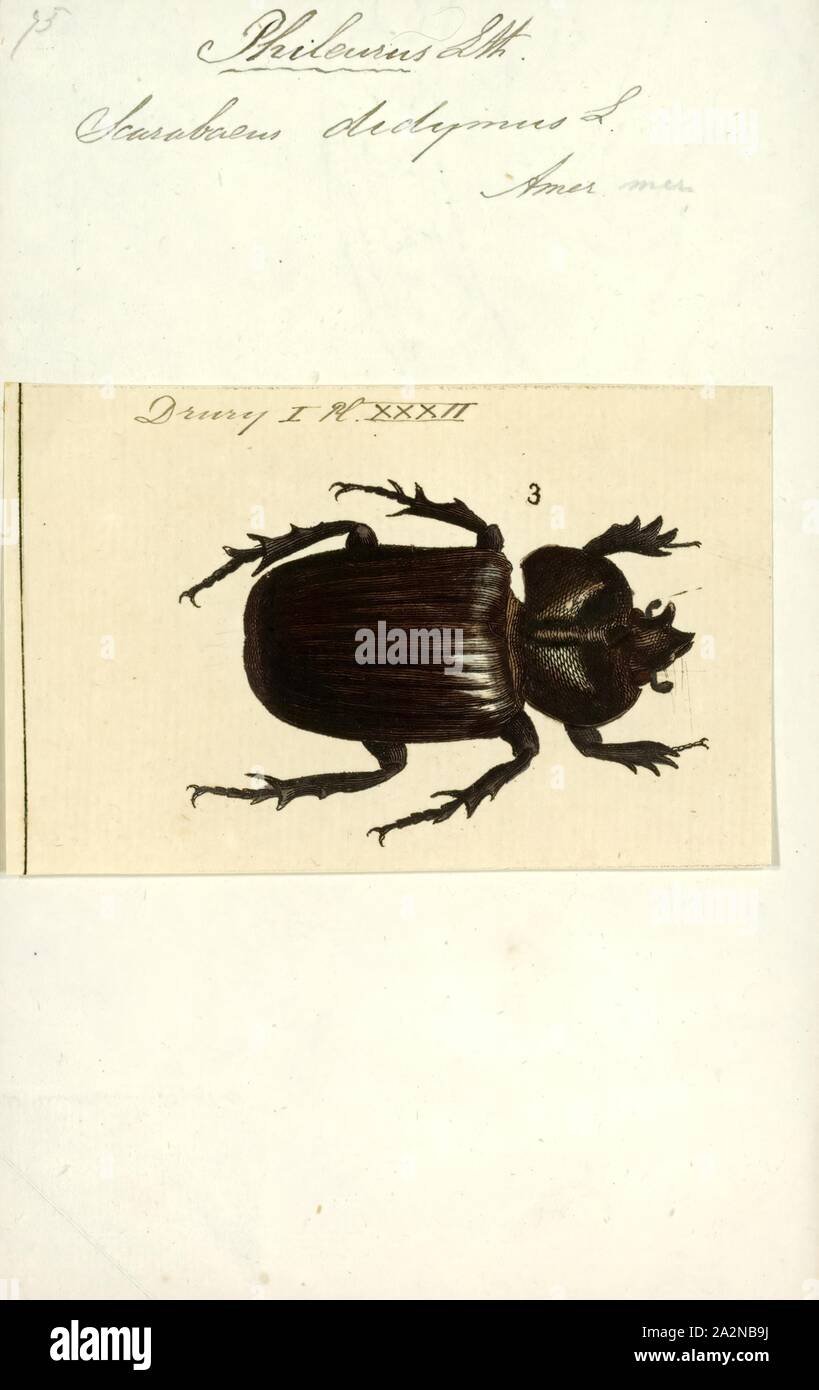 Phileurus, Print, Phileurus is a genus of rhinoceros beetles in the ...