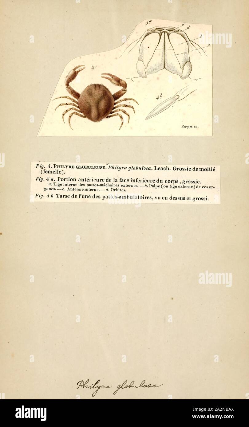 Philyra globulosa, Print Stock Photo - Alamy