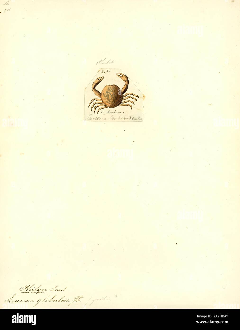 Philyra globulosa, Print Stock Photo - Alamy