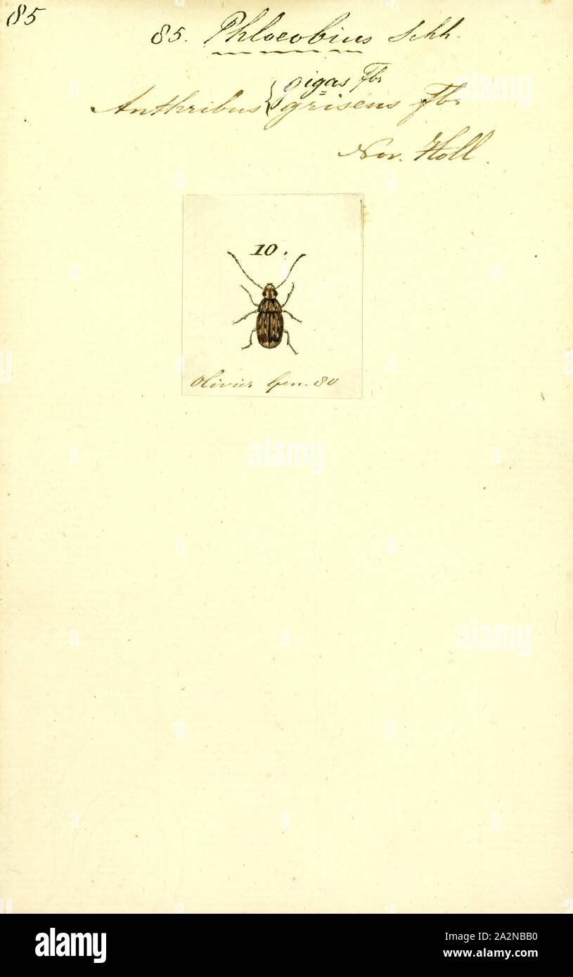 Phloeobius hi-res stock photography and images - Alamy