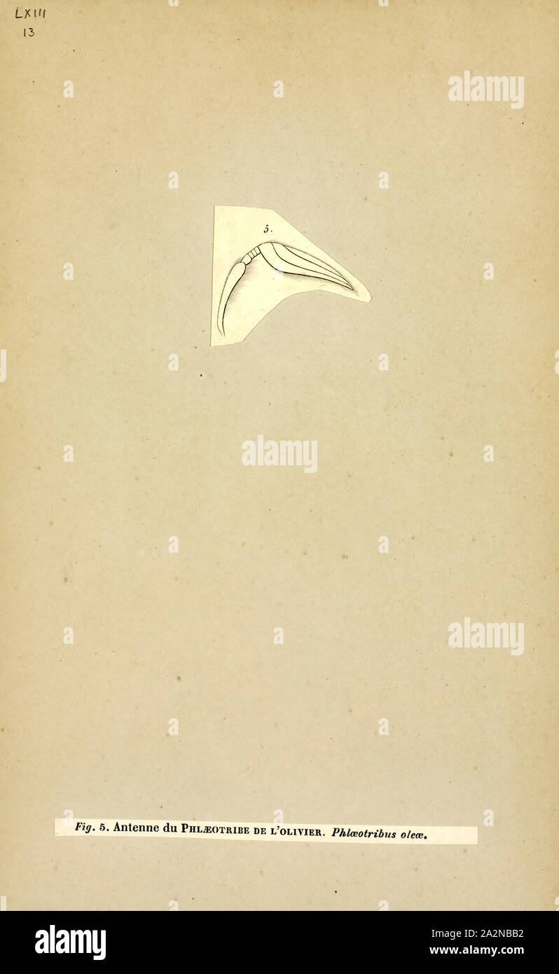 Phloeotribus, Print, Phloeotribus is a genus of crenulate bark beetles ...