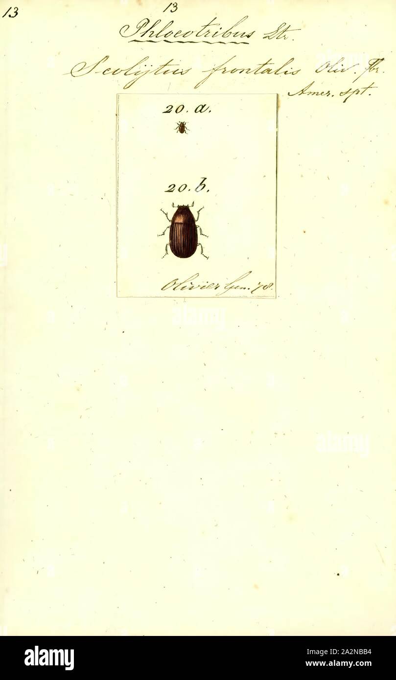 Phloeotribus, Print, Phloeotribus is a genus of crenulate bark beetles ...