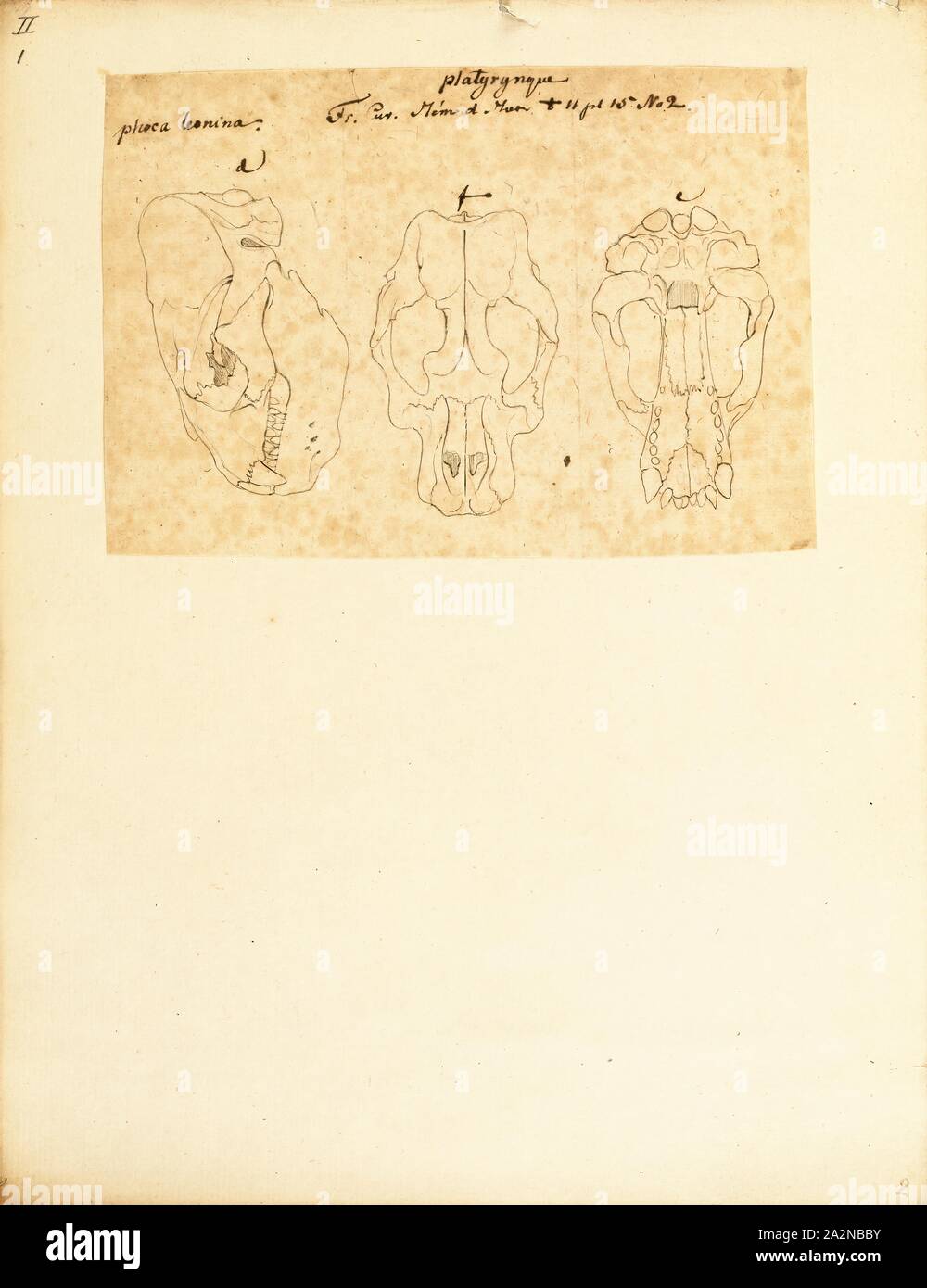 Order pinnipedia hi-res stock photography and images - Alamy