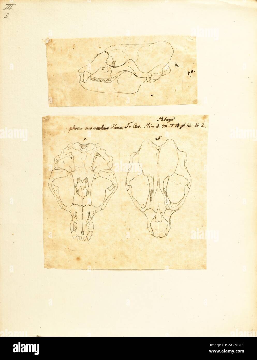 Fossil history hi-res stock photography and images - Alamy