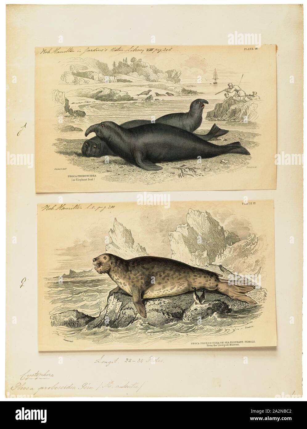 Several genera and species Cut Out Stock Images & Pictures - Alamy