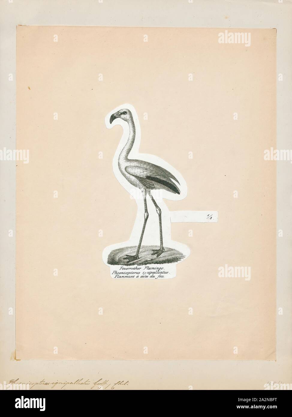 Phoenicopterus ignipalliatus, Print, Flamingo, Flamingos or flamingoes ...