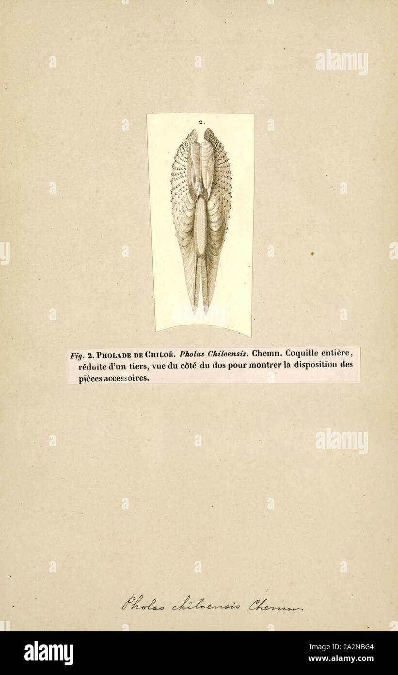 Pholas, Print, Pholas is a taxonomic genus of marine bivalve molluscs ...