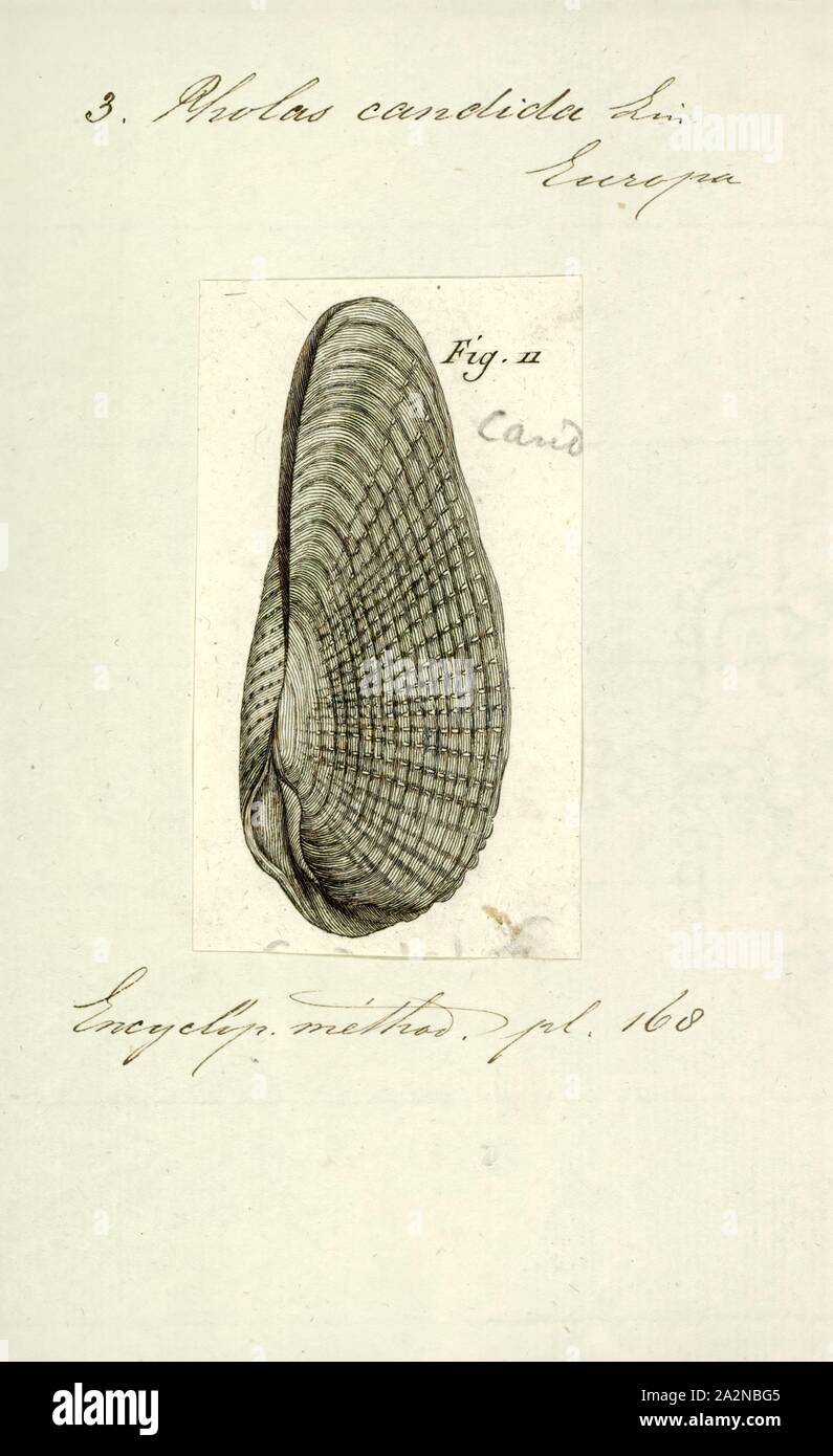 Pholas candida, Print, Pholas is a taxonomic genus of marine bivalve ...