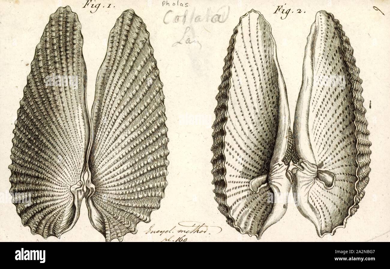 Pholas costata hi-res stock photography and images - Alamy