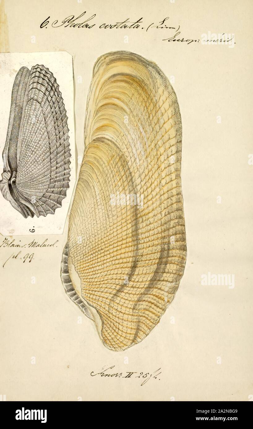 Pholas costata, Print, Pholas is a taxonomic genus of marine bivalve ...