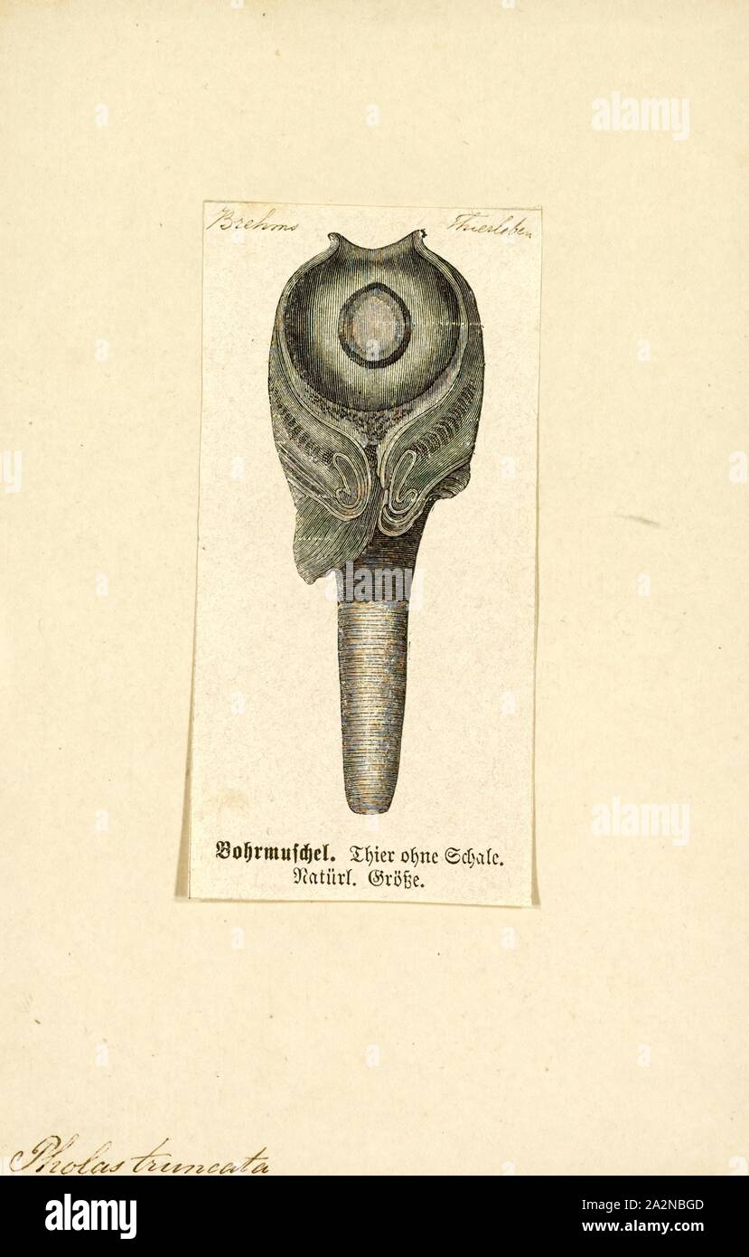 Pholas truncata, Print, Pholas is a taxonomic genus of marine bivalve ...