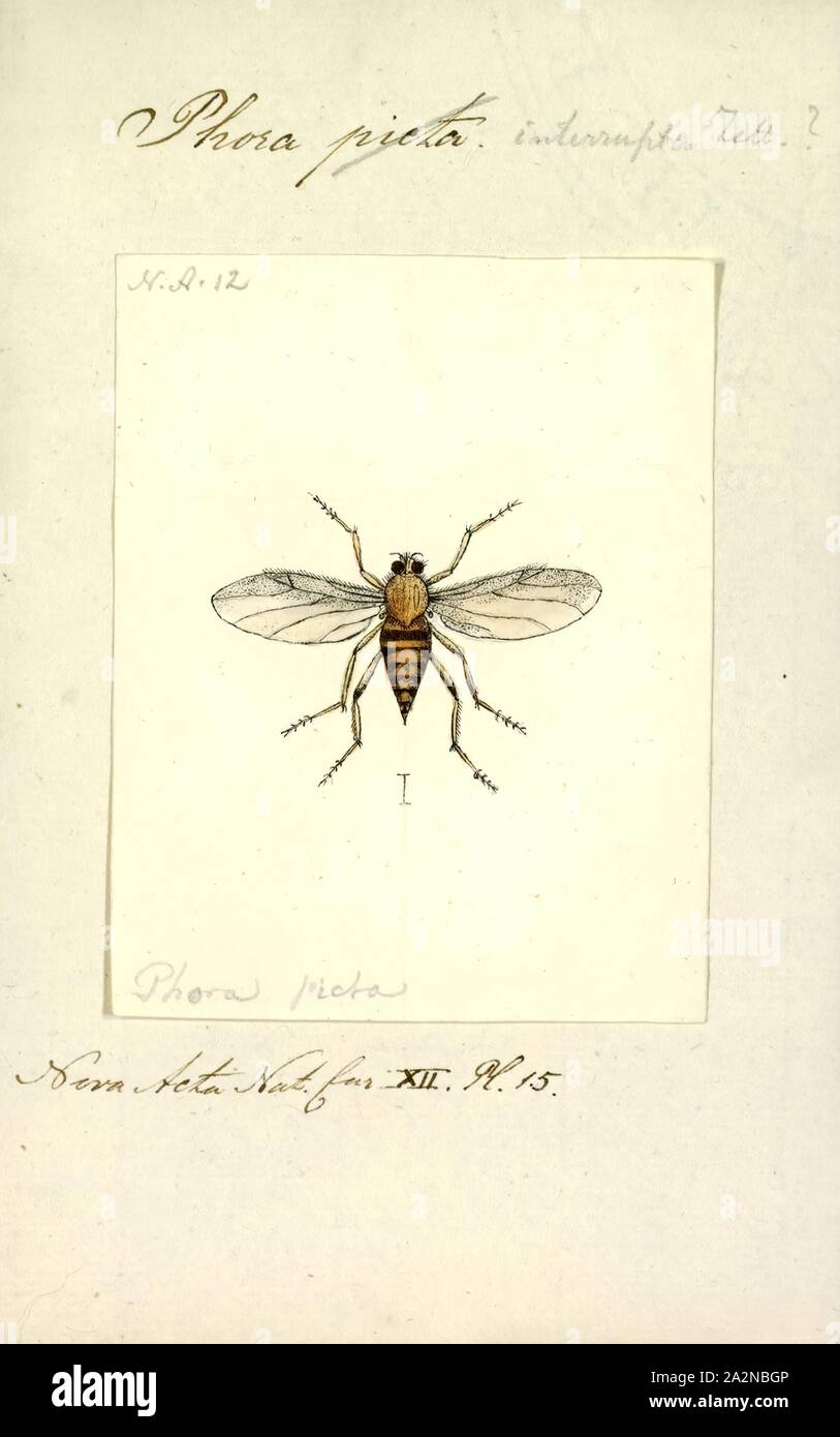 Phora hi-res stock photography and images - Alamy