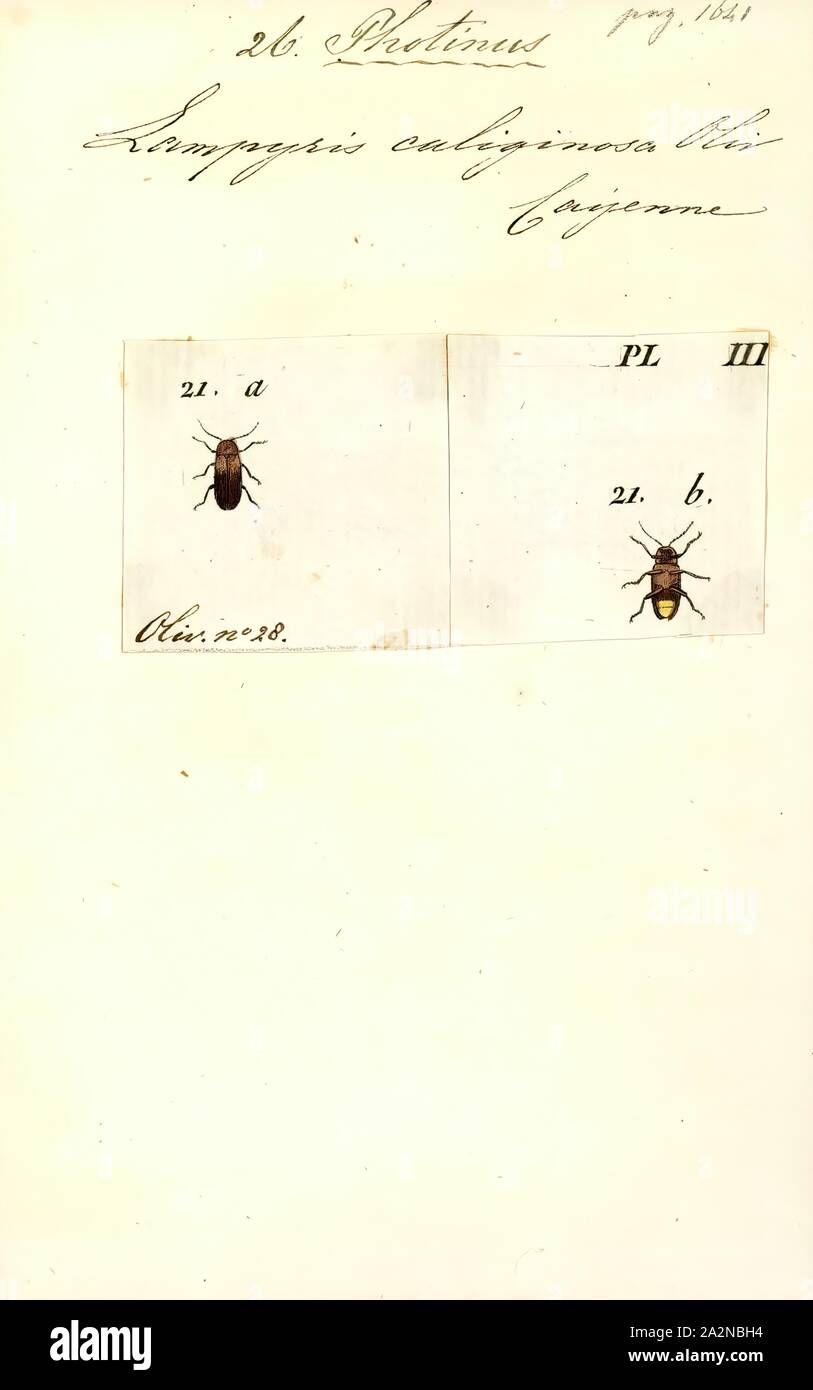 Photinus hi-res stock photography and images - Alamy