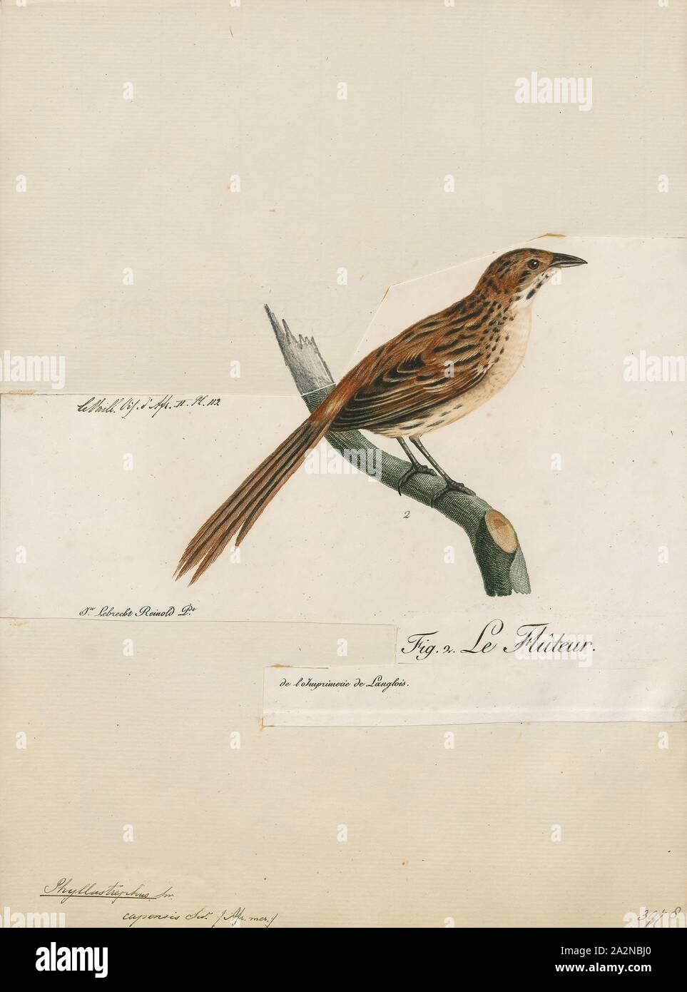 Terrestrial brownbul phyllastrephus terrestris hi-res stock photography ...