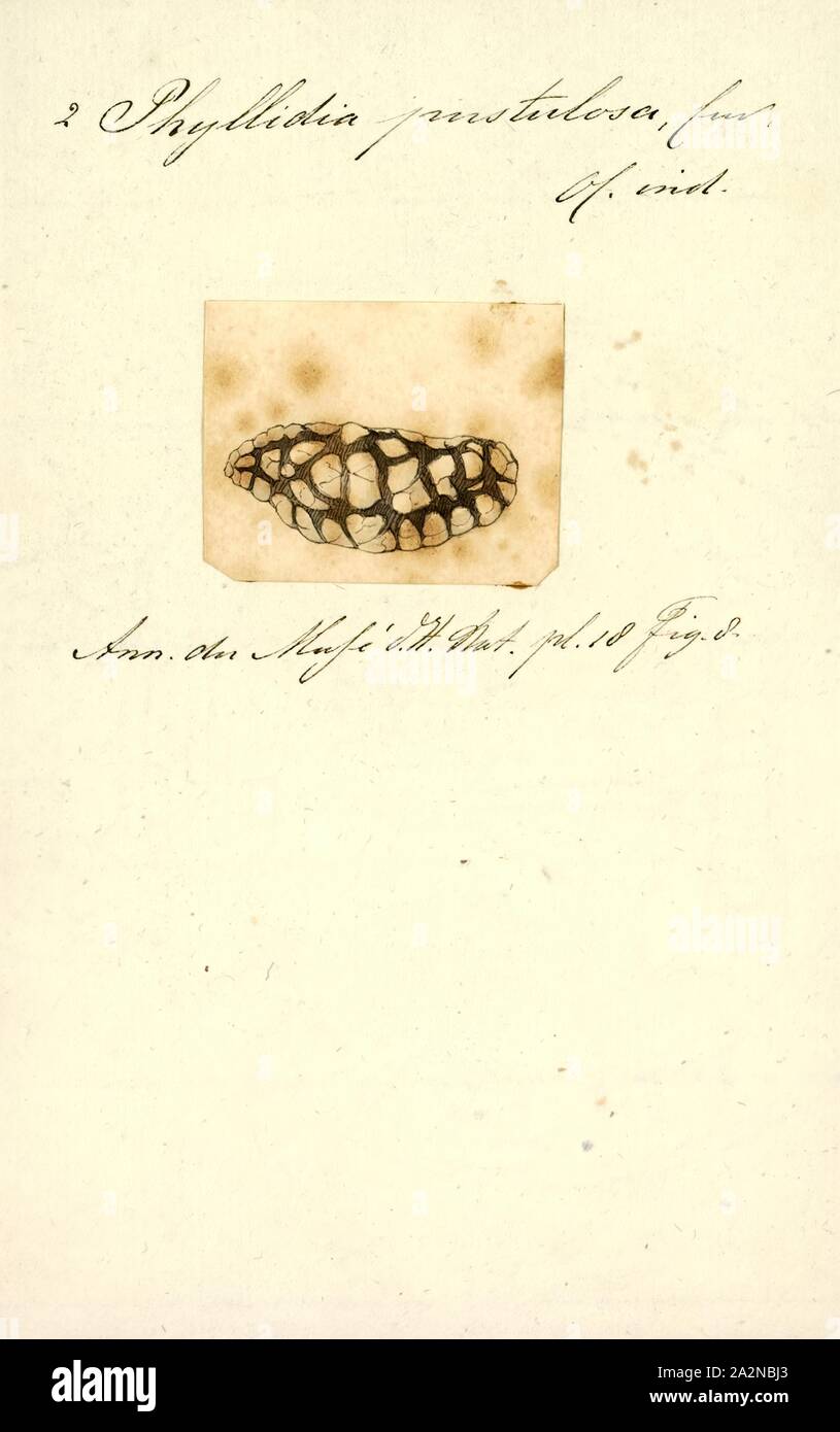 Phyllidia pustulosa hi-res stock photography and images - Alamy