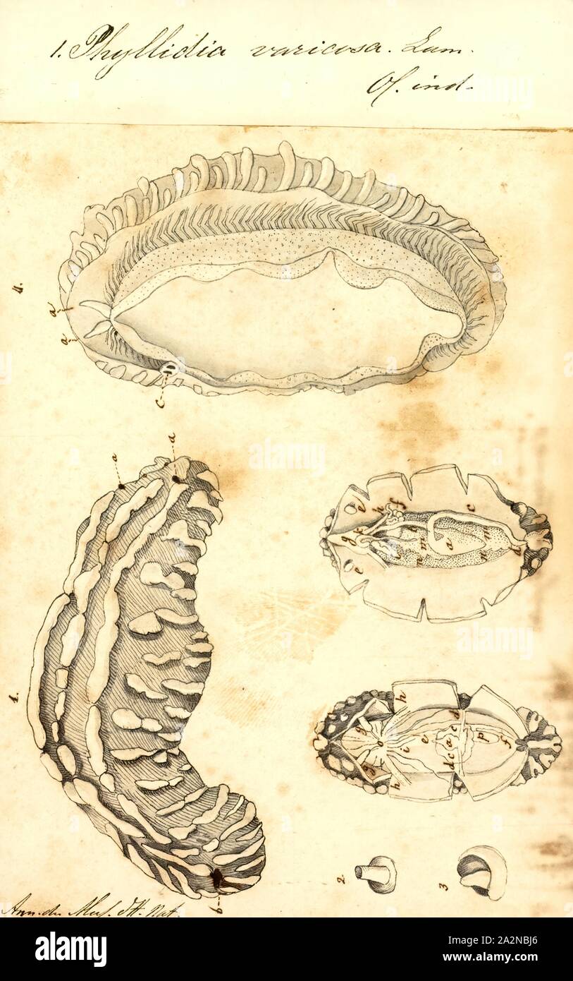 Phyllidia varicosa, Print, Phyllidia varicosa is a species of sea slug ...