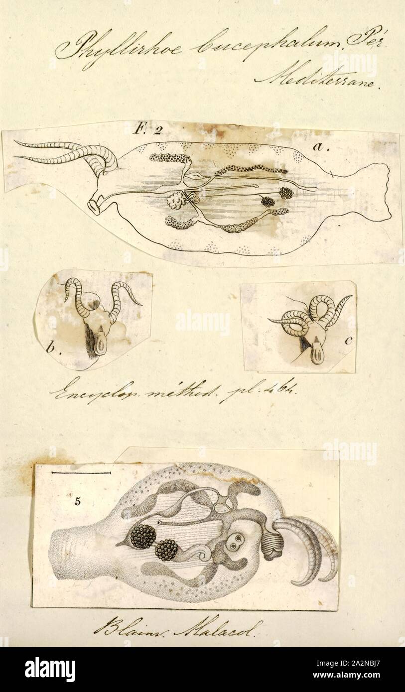 Phyllirhoe bucephalum, Print Stock Photo - Alamy