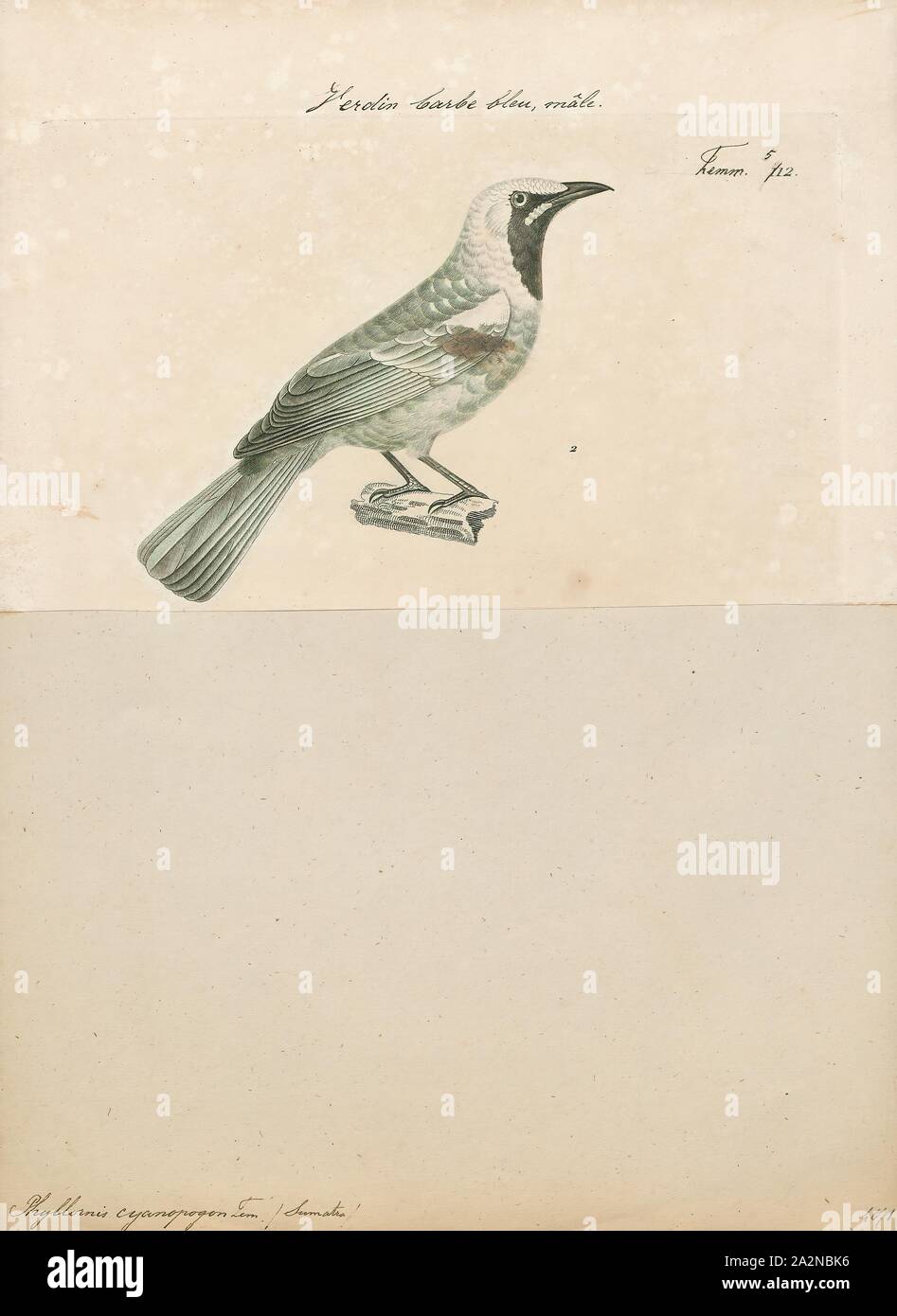 Cyanopogon hi-res stock photography and images - Alamy