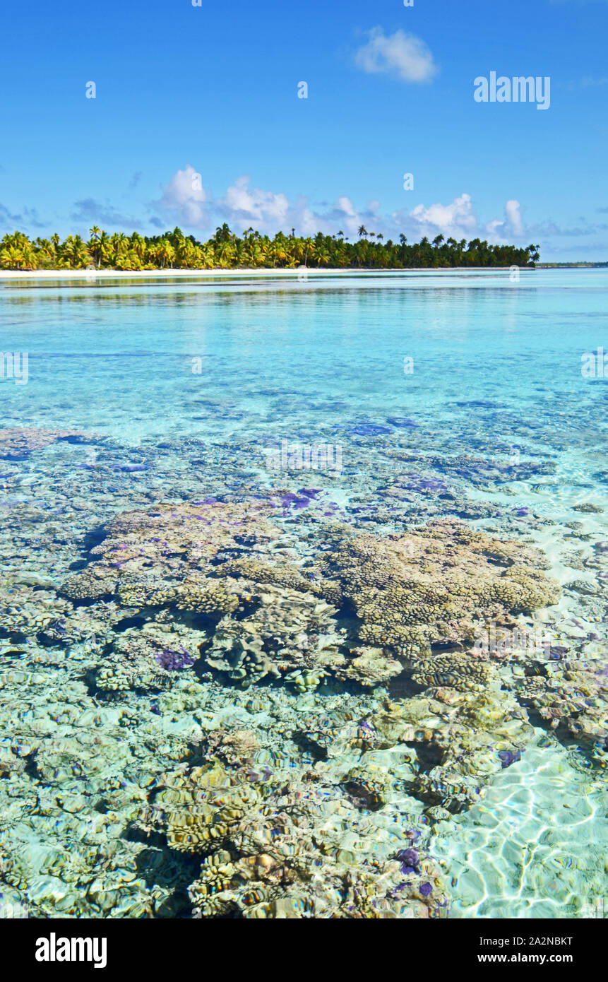 Coral growing in the shallows of the lagoon on Anaa Atoll, French ...