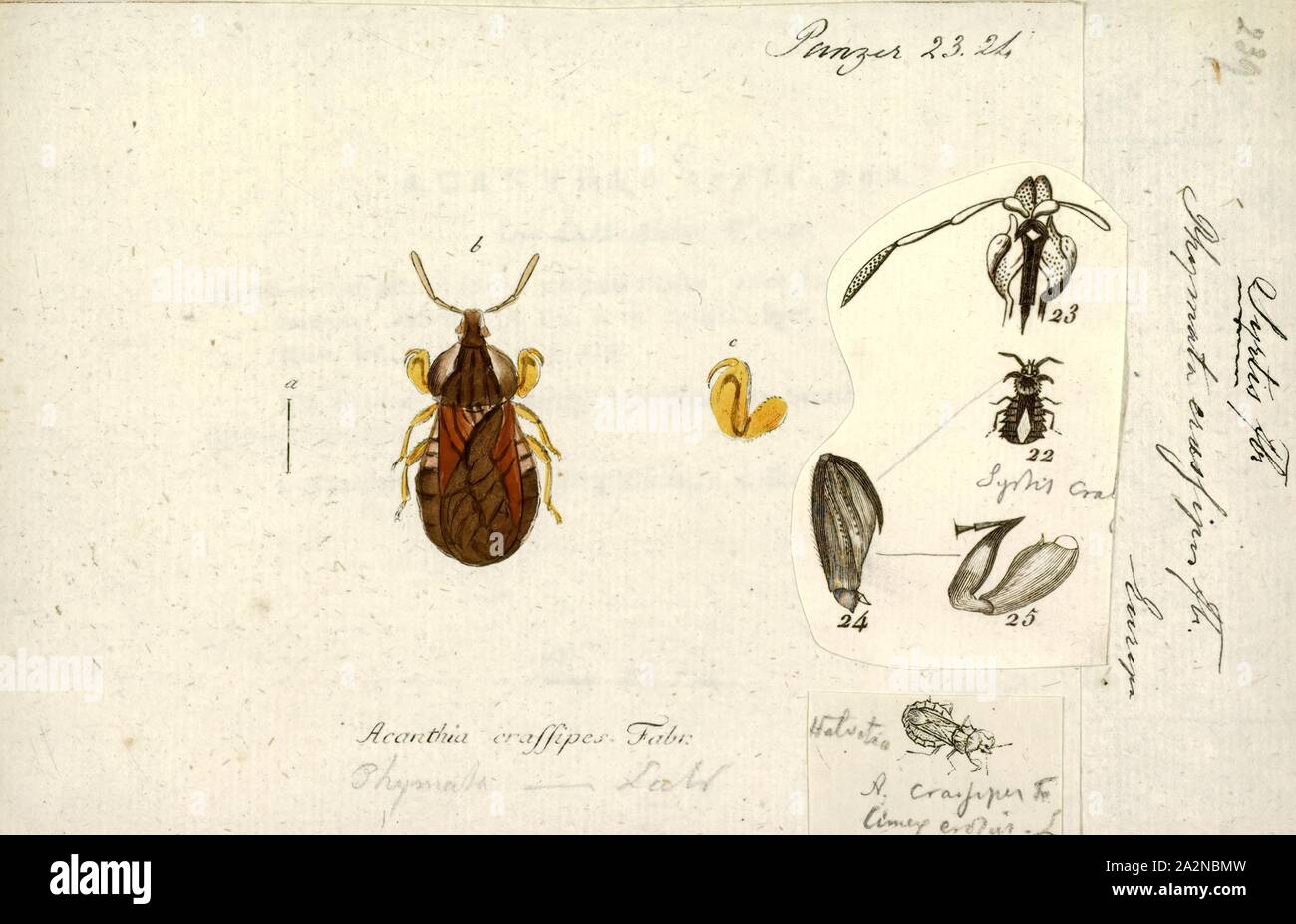 Genus phymata hi-res stock photography and images - Alamy