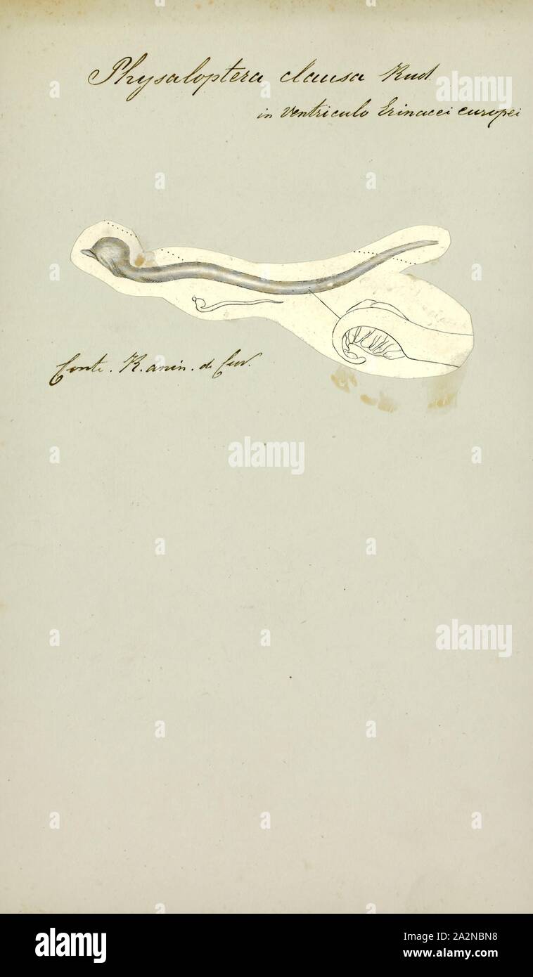 Physaloptera clausa hi-res stock photography and images - Alamy