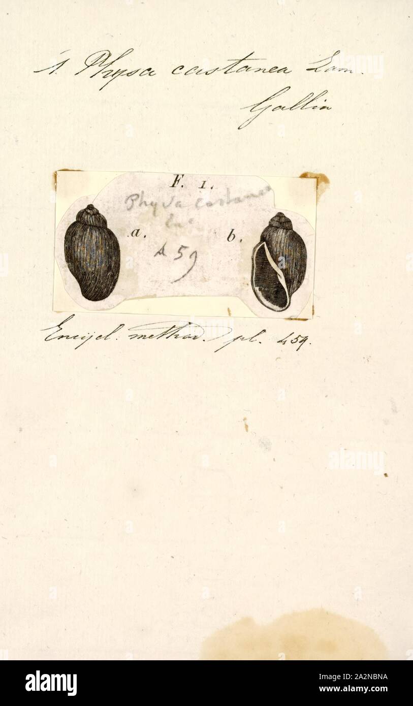 Physa castanea hi-res stock photography and images - Alamy