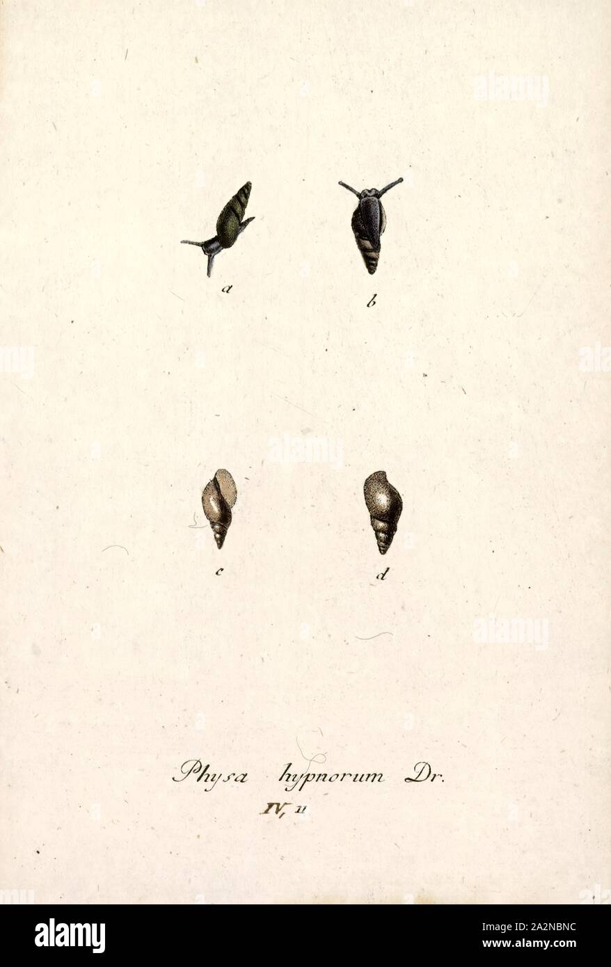 Physa hypnorum, Print, Physa is a genus of small, left-handed or ...