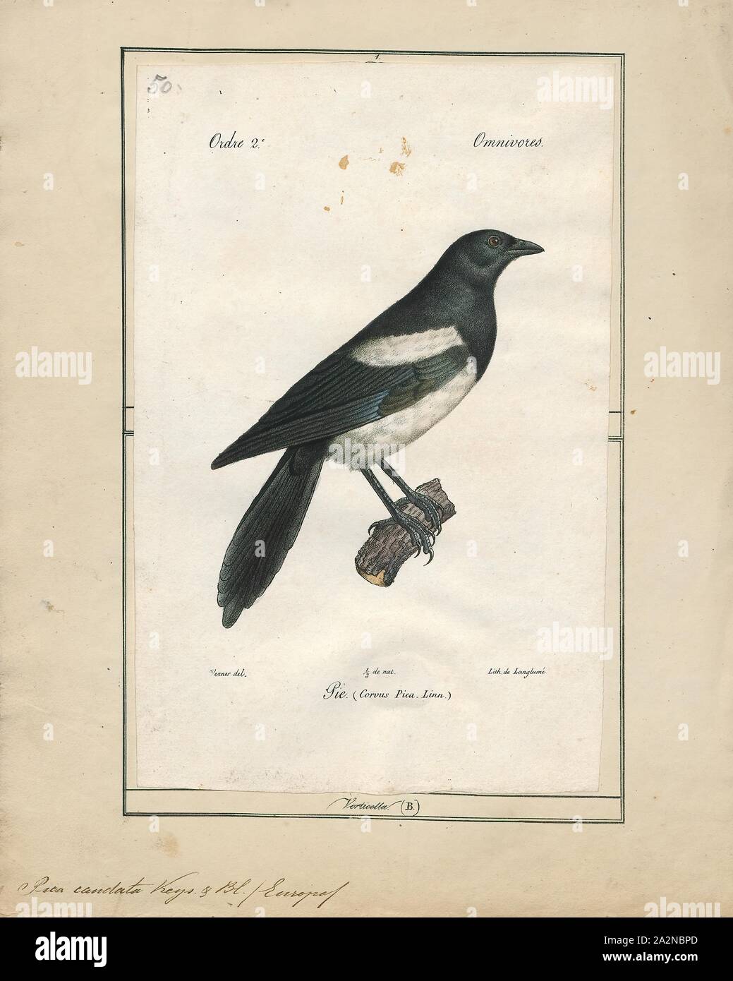 Pica caudata, Print, The Eurasian magpie or common magpie (Pica pica ...