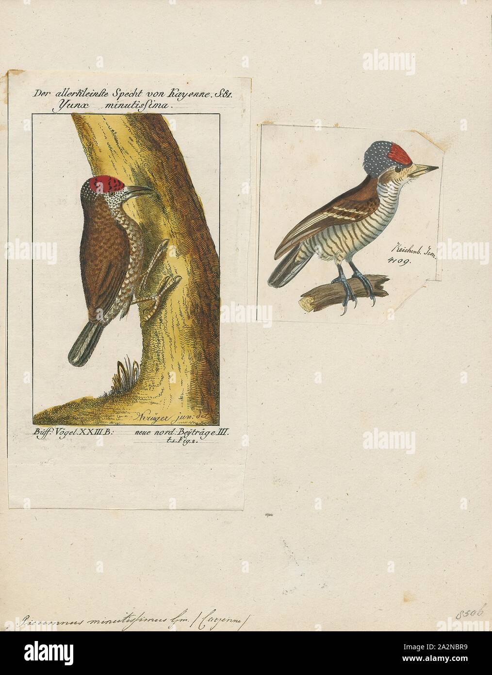 Picidae species hi-res stock photography and images - Alamy