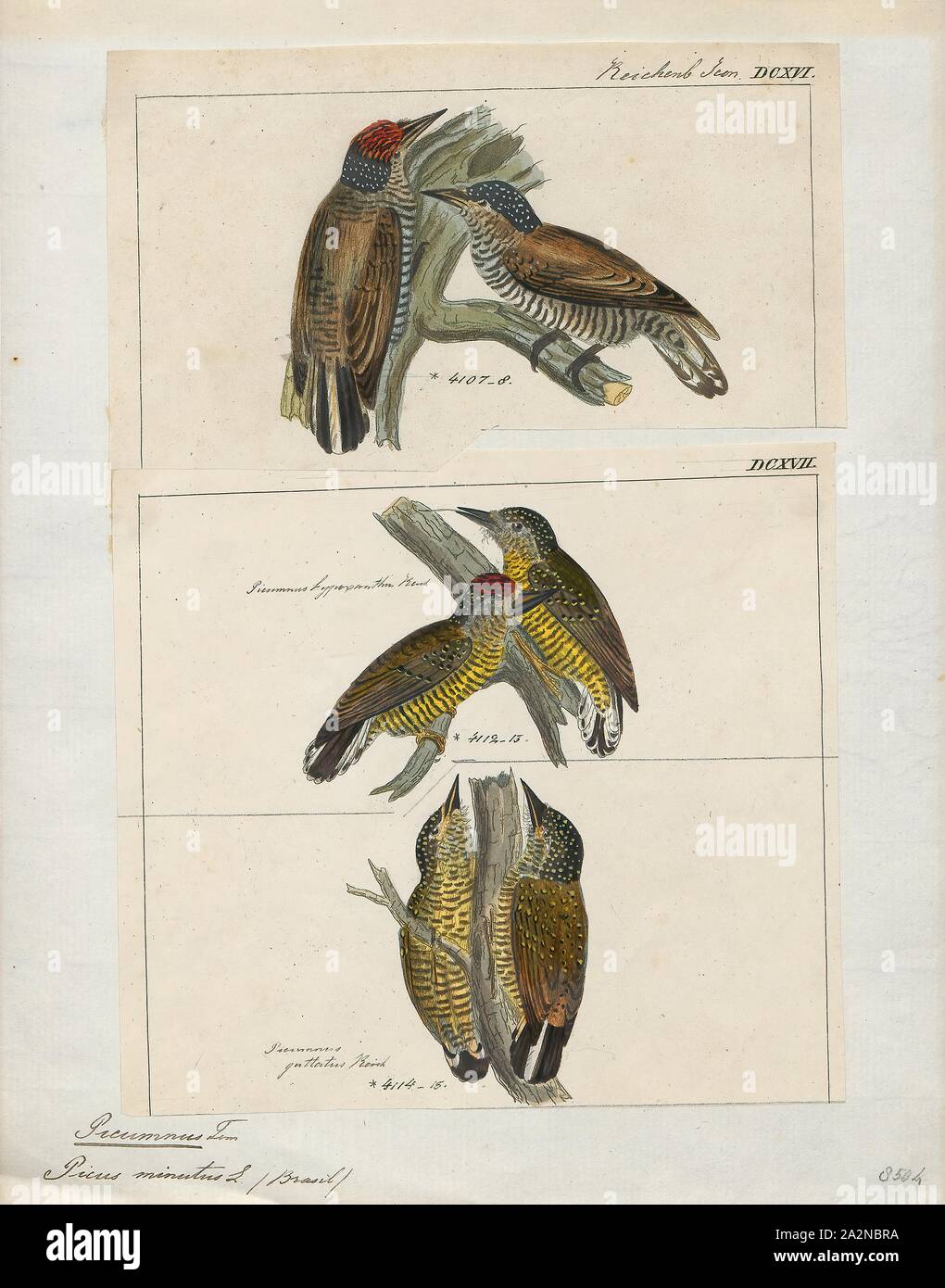 Picumnus minutus hi-res stock photography and images - Alamy