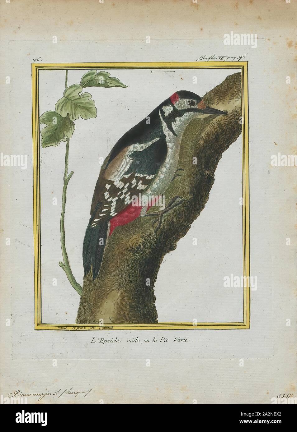 Picus major, Print, 1700-1880 Stock Photo - Alamy