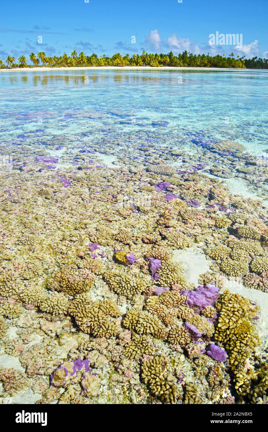 Coral growing in the shallows of the lagoon on Anaa Atoll, French ...