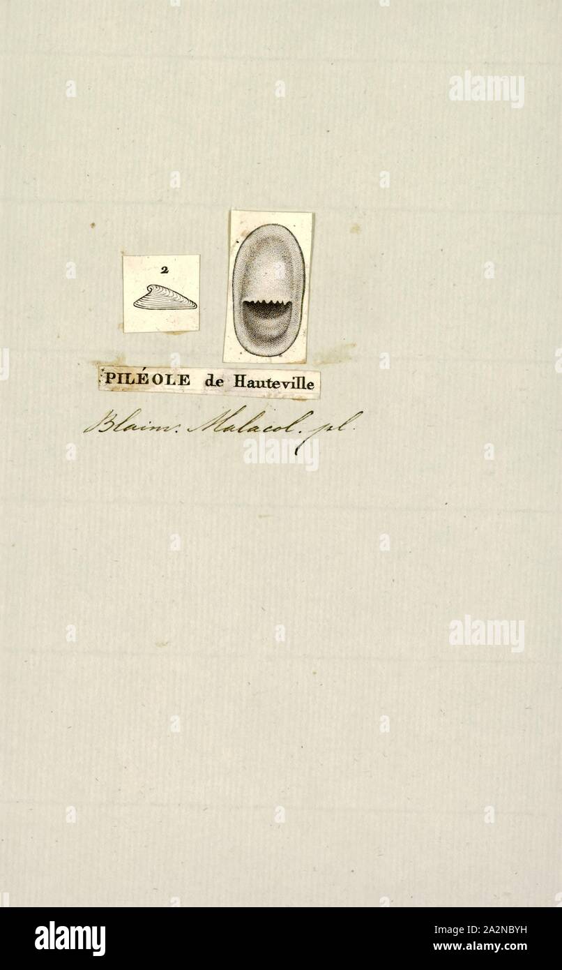 Pileolus altavillensis hi-res stock photography and images - Alamy