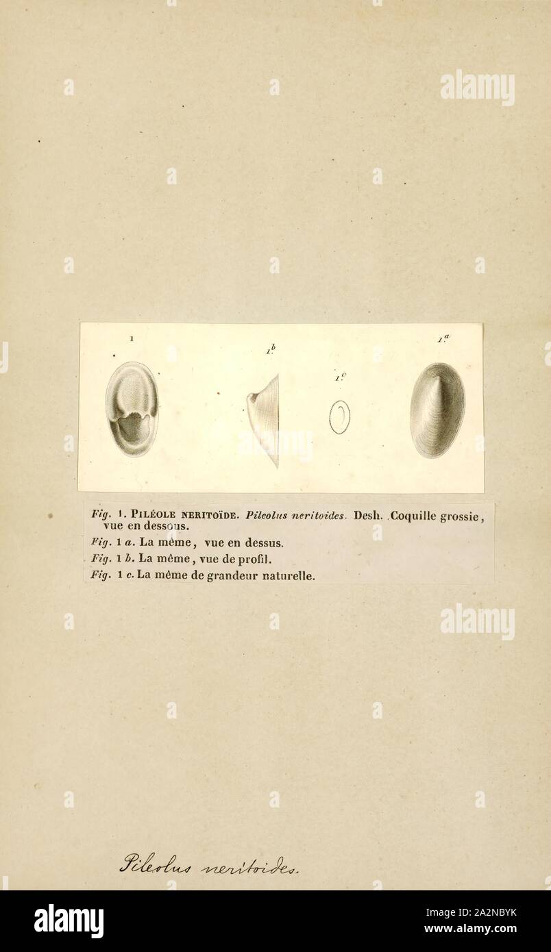 Pileolus neritoides, Print Stock Photo - Alamy