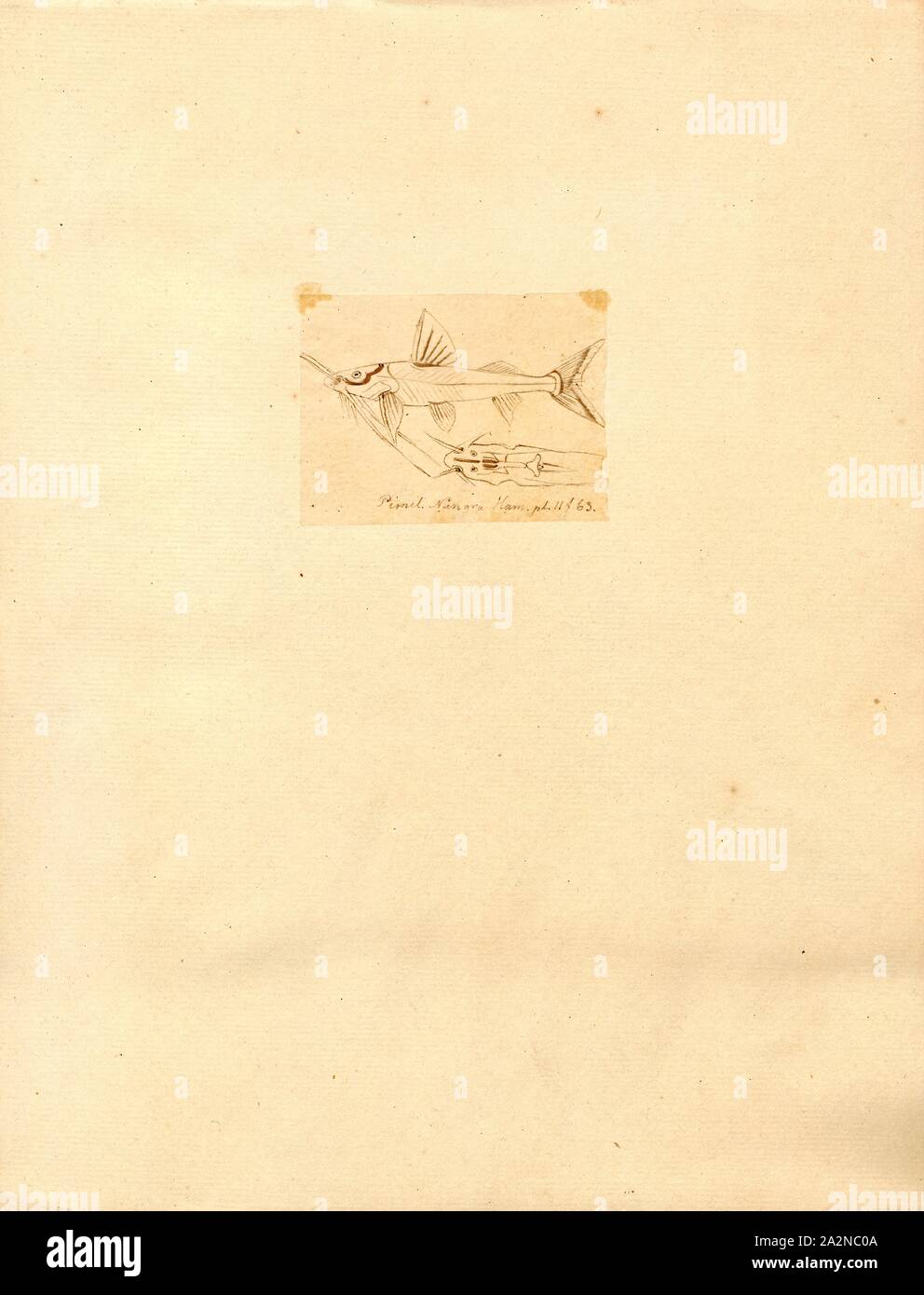 Pimelodus nangra hi-res stock photography and images - Alamy