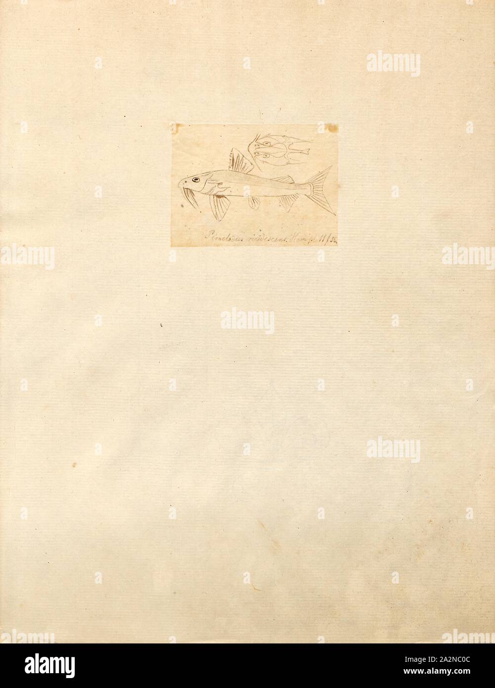 Pimelodidae native hi-res stock photography and images - Alamy