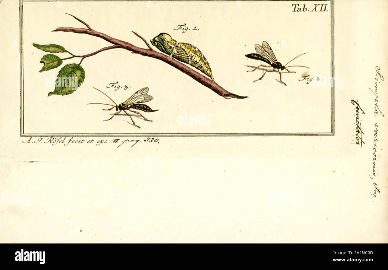 Pimpla, Print, Pimpla are a worldwide genus of the parasitic wasp ...