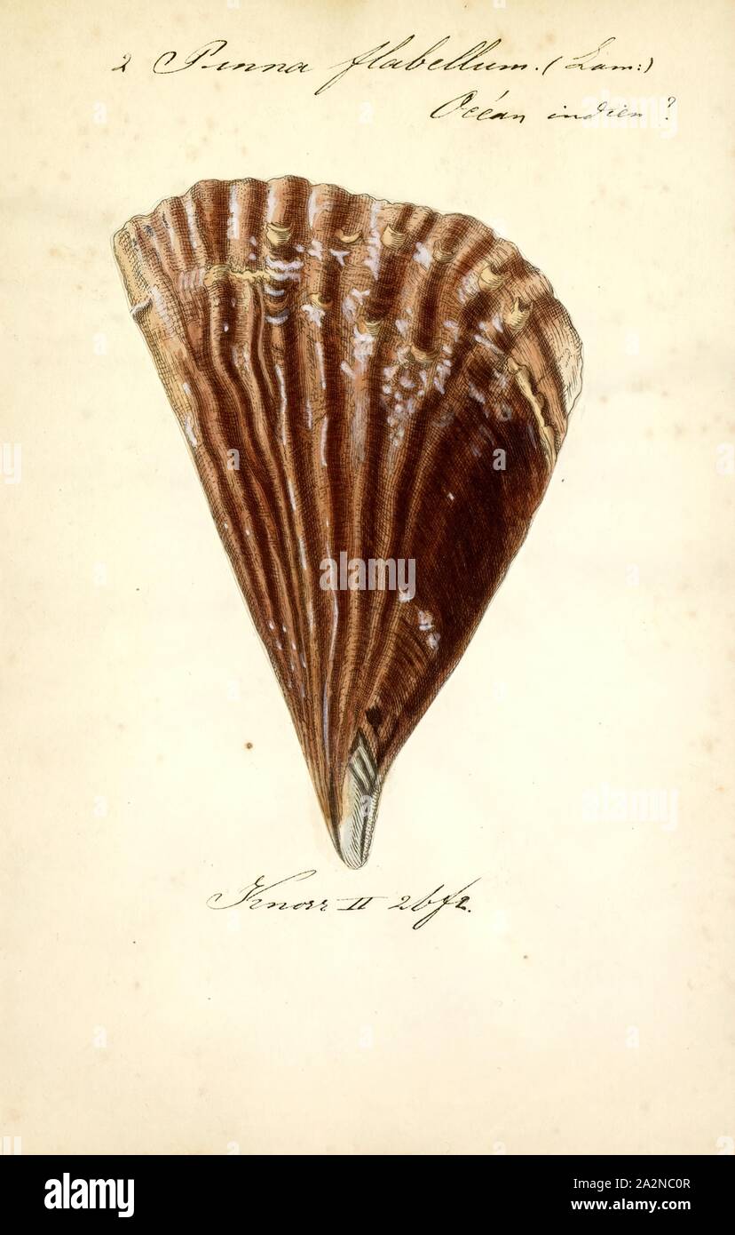 Amber pen shell hi-res stock photography and images - Alamy