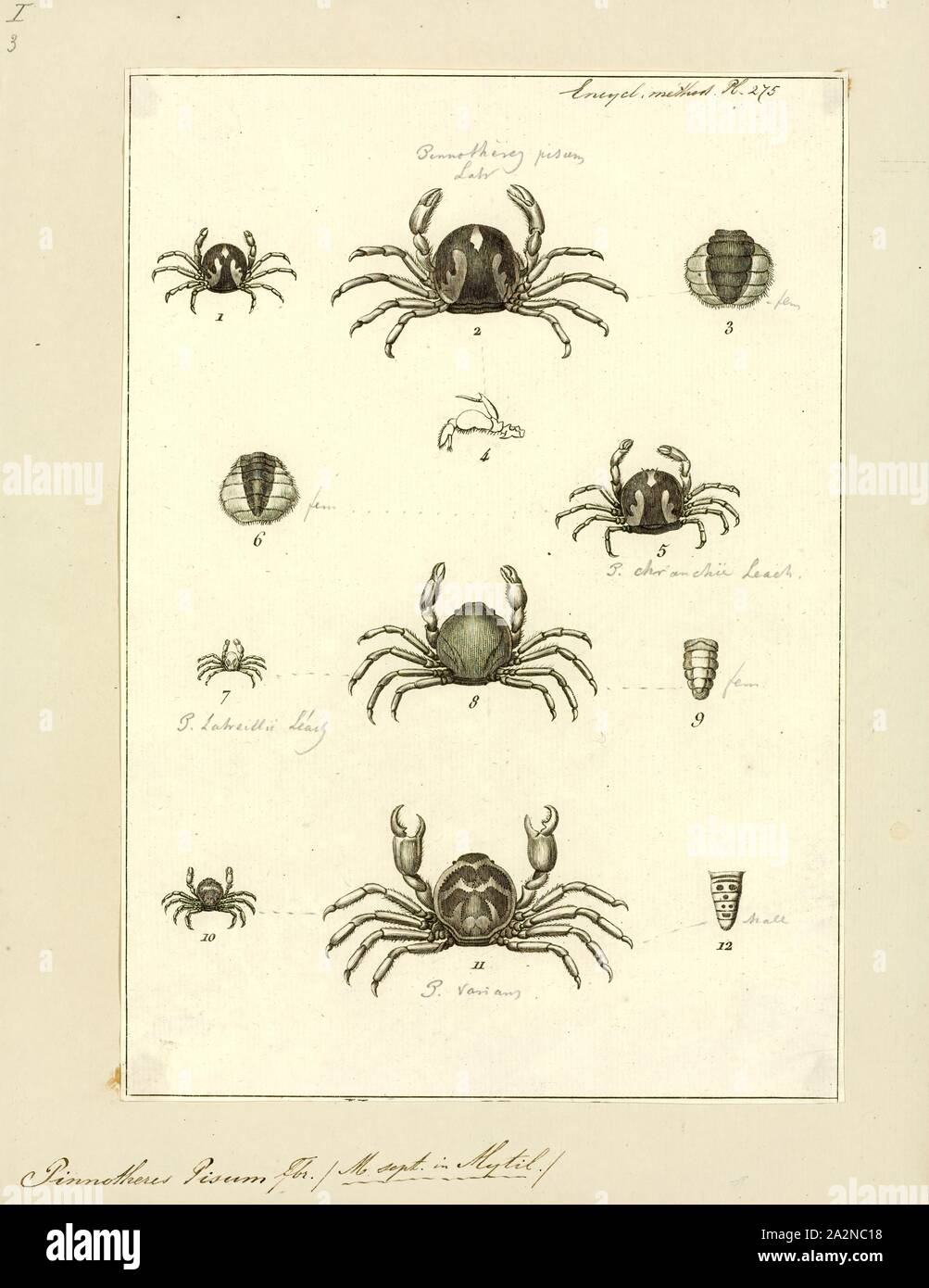 Pinnotheres pisum, Print, The pea crab, Pinnotheres pisum, is a small ...