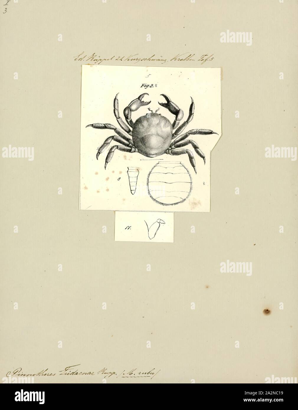 Pea crab oyster hi-res stock photography and images - Alamy