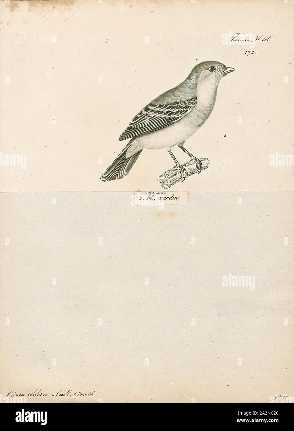 Pipridae family hi-res stock photography and images - Alamy