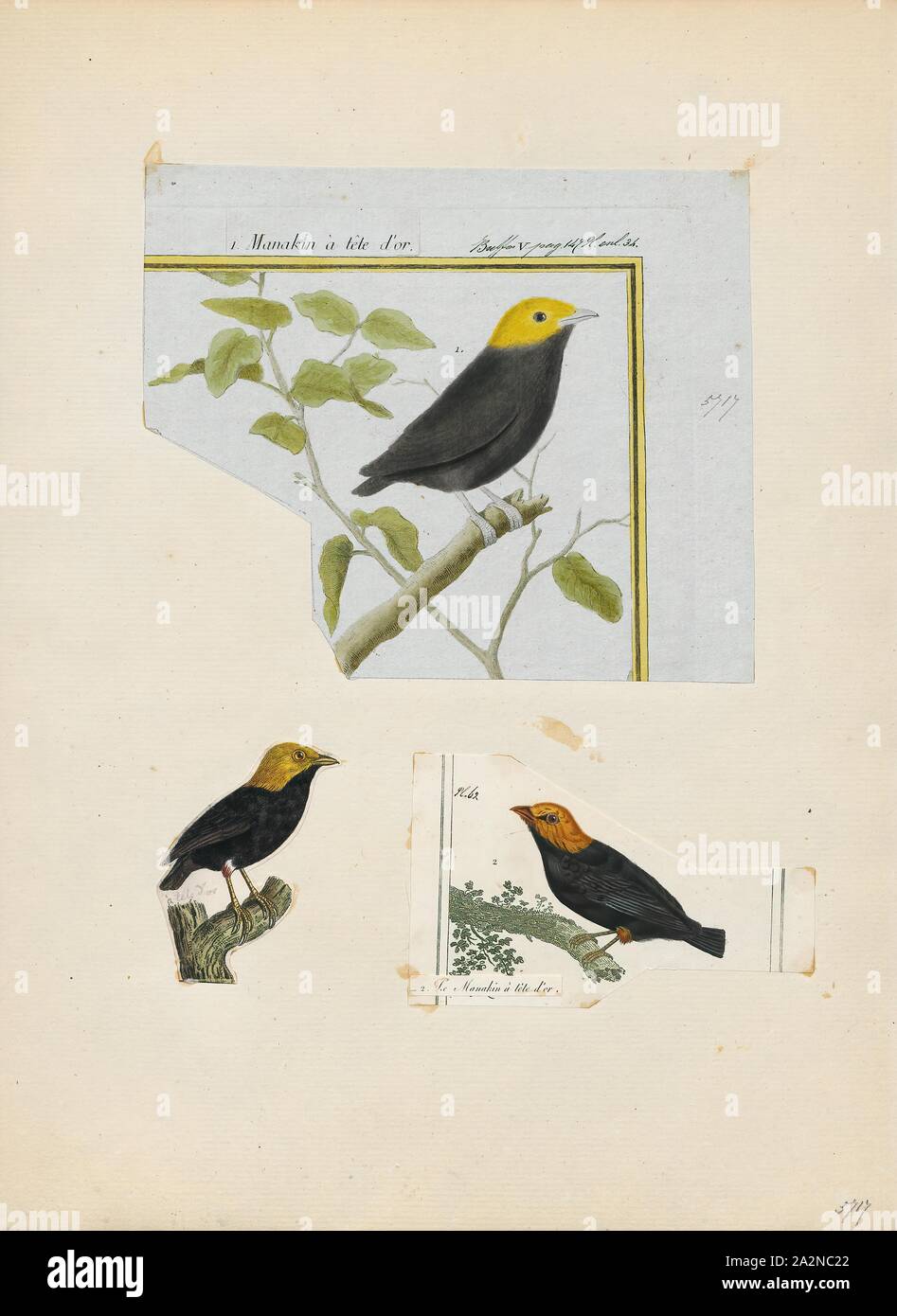 Cooperative lekking behaviour hi-res stock photography and images - Alamy