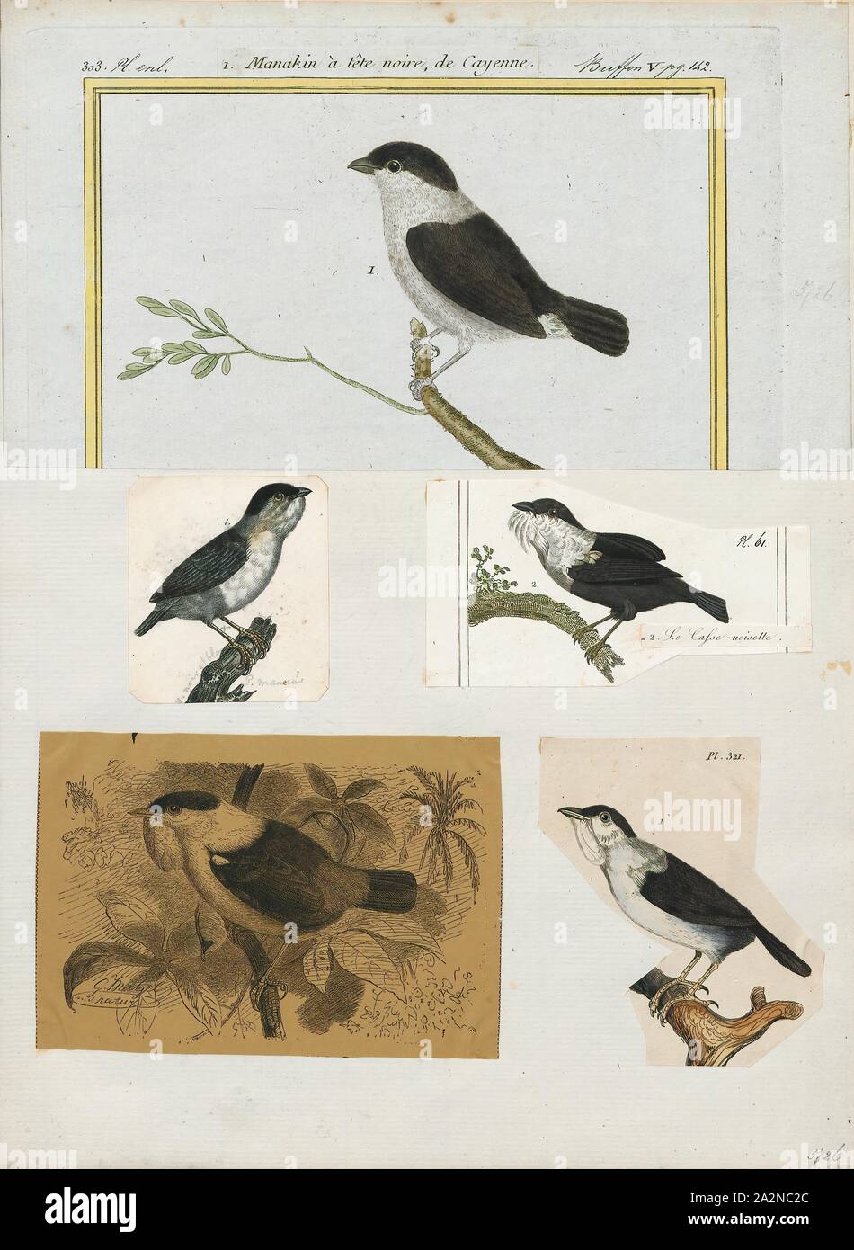 Pipra melanocephala, Print, Pipra is a genus of bird in the Pipridae ...