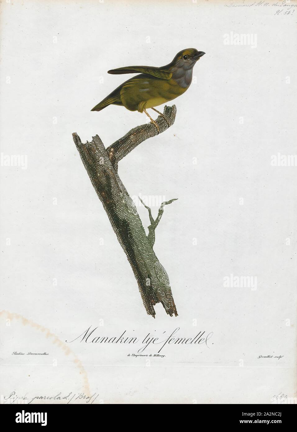 Pipridae family hi-res stock photography and images - Alamy