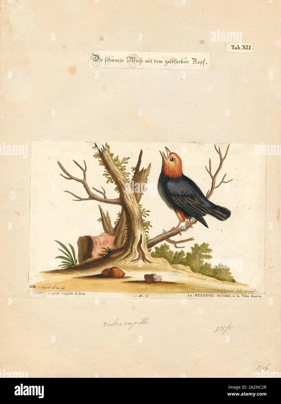 Pipra rubricapilla, Print, Pipra is a genus of bird in the Pipridae ...