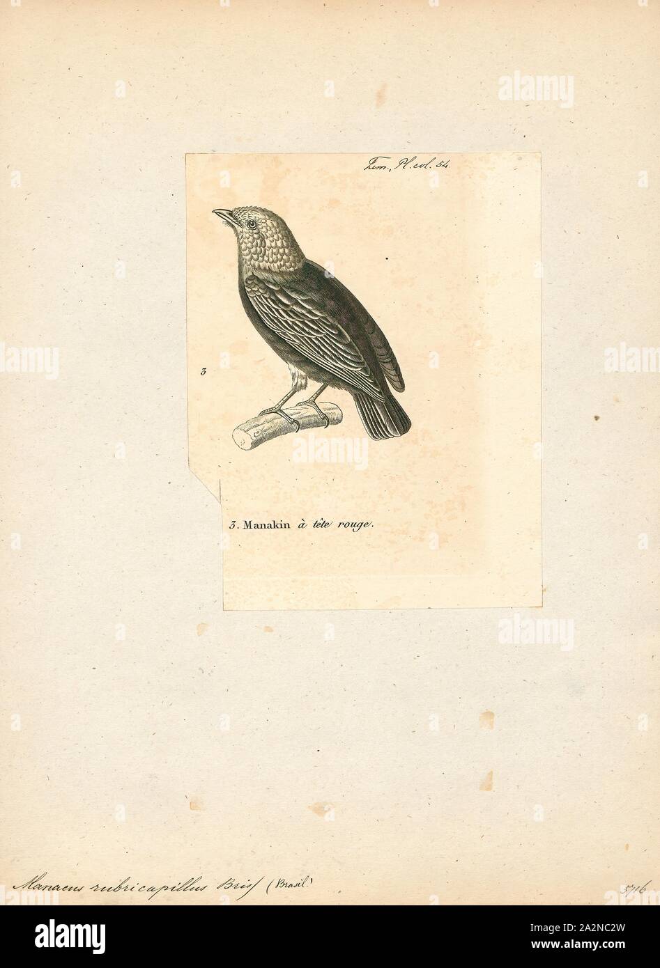 Pipra rubricapilla, Print, Pipra is a genus of bird in the Pipridae ...