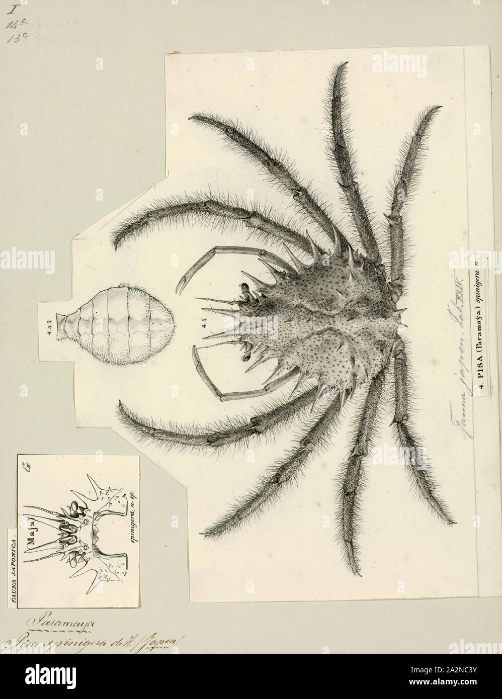 Pisa spinigera, Print Stock Photo - Alamy